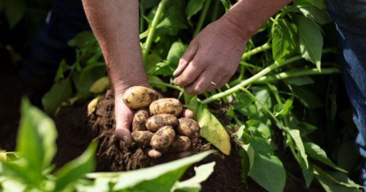 Potato Varieties | 38 Seed Potato Types | J&E Smillie